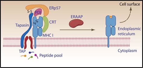 The Final Touches Make Perfect The Peptide Mhc Class I Repertoire Immunity