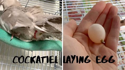 Cockatiel Laying Eggs Without A Mate