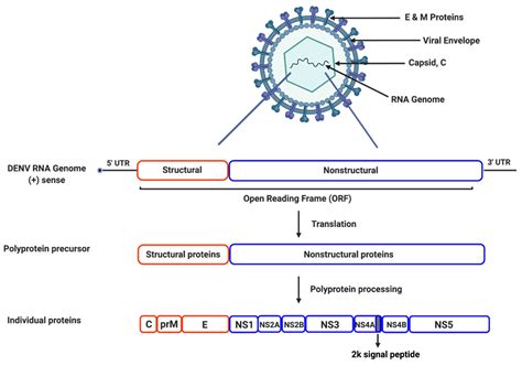 Tropicalmed Free Full Text Current Trends And Limitations In Dengue