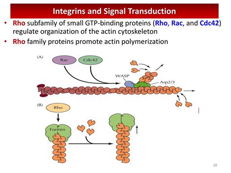 Ppt Cell Signaling Ii Signal Transduction Pathways Powerpoint