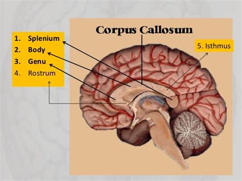 Anatomy Of The Corpus Callosum Anatomical Charts And Posters