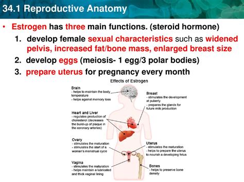 Key Concept Female And Male Reproductive Organs Fully Develop During