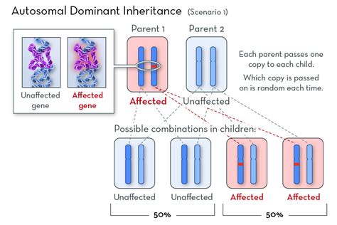 Inheritance Patterns For Single Gene Disorders