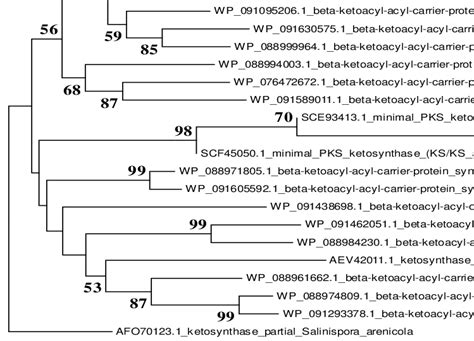 Phylogenetic Tree Based On Amino Acid Sequences Of Pks Gene Fragments