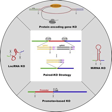 Crispr Cas9 Knockout