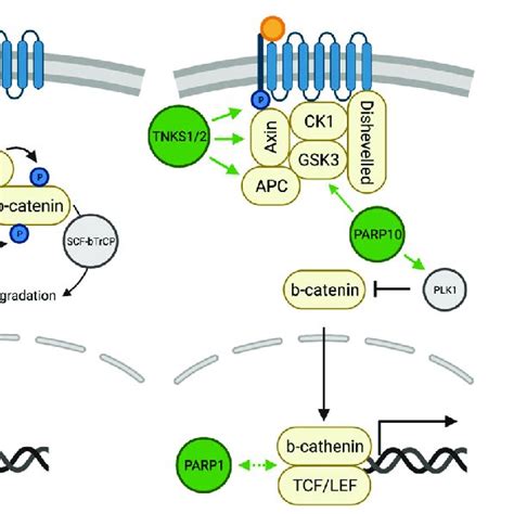 Schematic Overview Of The Interplay Between Wnt β Catenin Signaling And