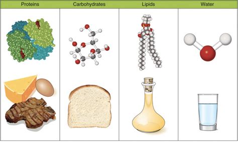 The Six Basic Nutrients Mindlor