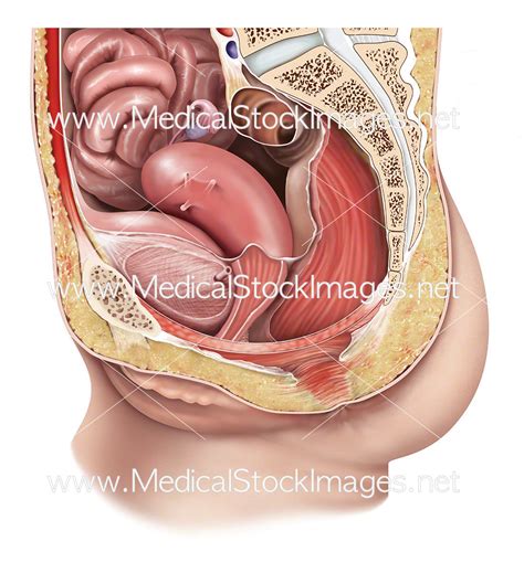 Female Reproductive Organs Sagittal Section