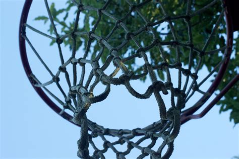 Free Images Tree Branch Fence Leaf Flower Glass Green