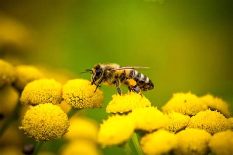 How Do Bees Pollinate Learn About This Fascinating Process Minneopa