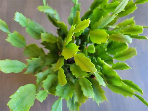 How To Propagate Christmas Cactus Step By Step With Pictures