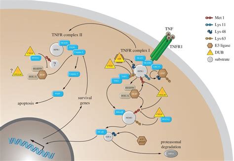 Tnf Induced Canonical Nf κb And Apoptosis Pathways Different Linkage