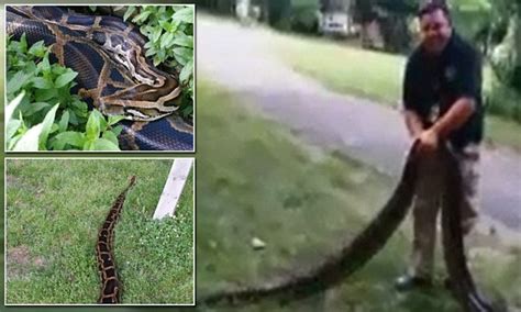 oklahoma sheriff s deputies remove 15ft python from backyard daily