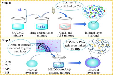 Preparation Schematic Diagram Of Double Layer Hydrogel Download