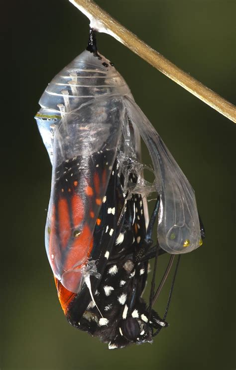 All Of Nature Monarch Butterfly Emerging From Chrysalis