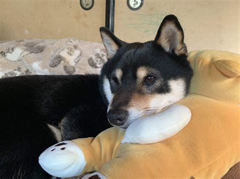 柴犬の特徴を知ろう！見た目や性格、由来などからわかること