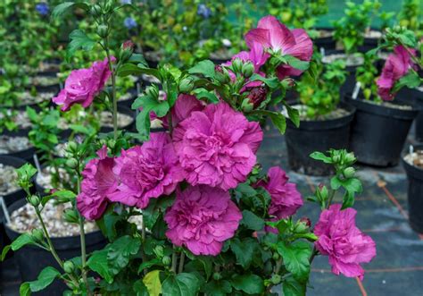 Rose Of Sharon How To Grow And Care For Hibiscus Syriacus Garden Design
