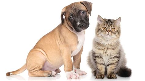 ¿por Qué Los Gatos Son Más Independientes Que Los Perros Rtve Es