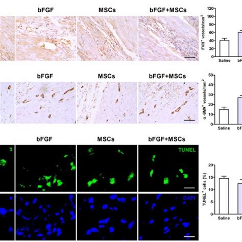 Combined Administration Of Basic Fibroblast Growth Factor Bfgf And
