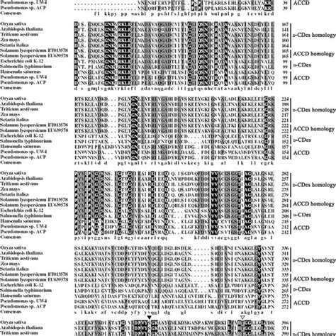 Amino Acid Sequence Alignment Of The D Cdes Homology Accd Homology