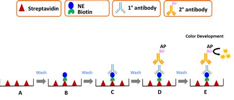 Schematic Representation Of The Ana Elisa Method A Coating Of