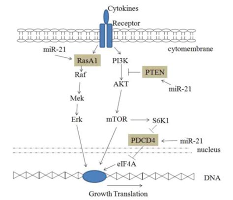 Microrna‑21 And Its Impact On Signaling Pathways In Cervical Cancer
