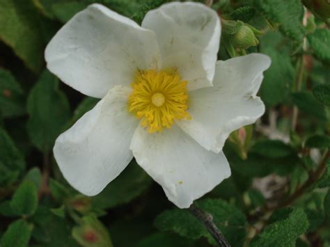 Labdanum Or Ladanum Of Cistus Incanus Creticu Cistus Incanus Tea From