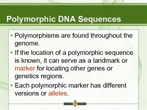 Chapter 11 Dna Polymorphisms And Human Identification