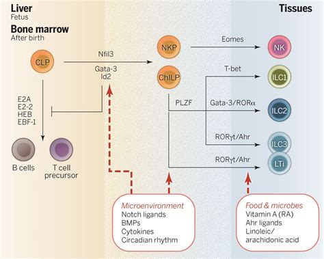 Innate Lymphoid Cells A New Paradigm In Immunology Science 43 Off
