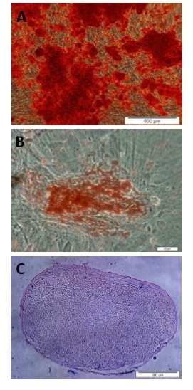 Mesodermal Three Lineage Differentiation Of Hucmmscs Cells At Passage