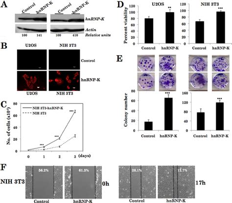 Hnrnp K Overexpression In Nih 3t3 Cells Increased Their Viability