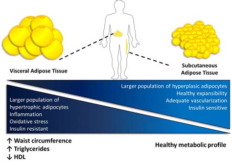 Nutrients Free Full Text White Adipose Tissue Dysfunction