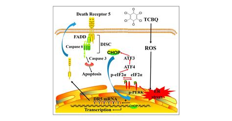 Activating Transcription Factor 4 Atf4 Atf3 C Ebp Homologous Protein
