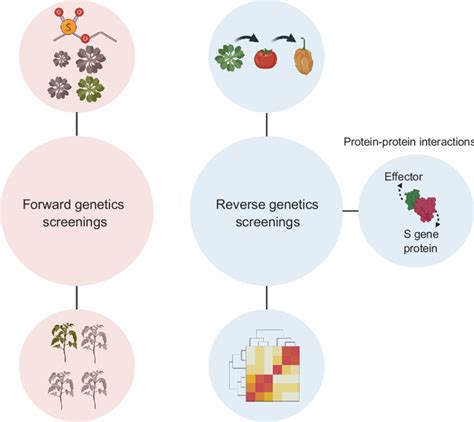 Identification Of Plant Susceptibility S Genes A A Number Of Plant