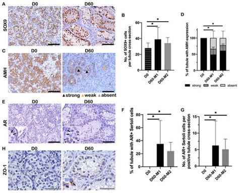 Ijms Free Full Text Organotypic Culture Of Testicular Tissue From