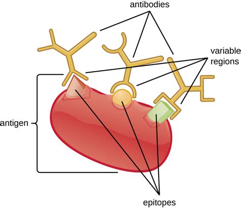 Polyclonal And Monoclonal Antibody Production · Microbiology
