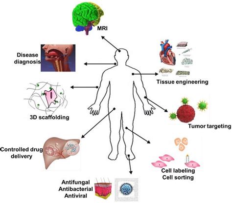 The Biomedical Applications Of Chitosan Metal Nanocomposites