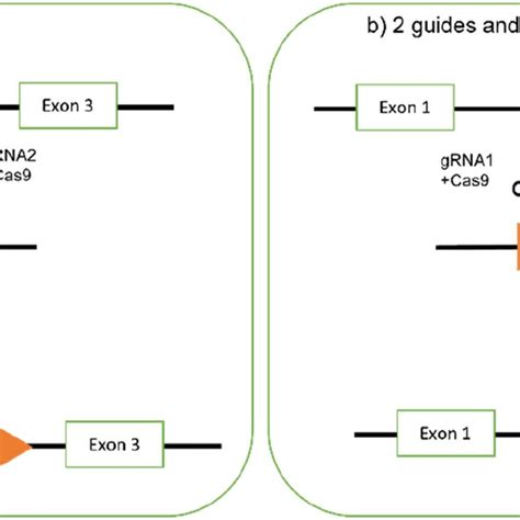 Generation Of Conditional Knock In Dual Guide Approach Download