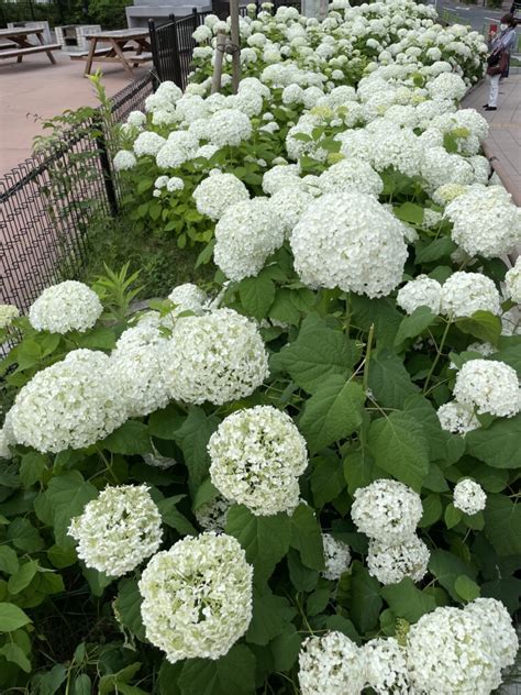 【2024年最新】紫陽花／繡球花日本全國開花資訊 初夏賞花掌握時機就看這一篇！ 步步日本