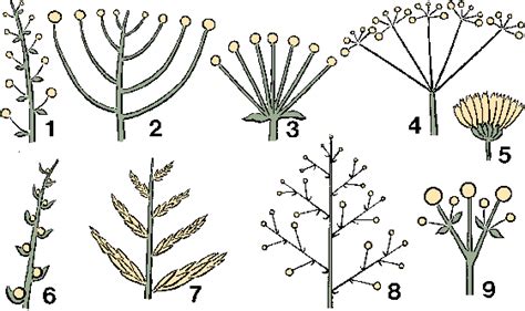 Inflorescence Definition Types Classification And 52 Off