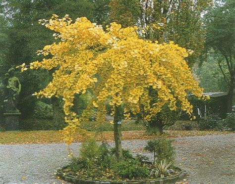 Deciduous Trees For Small Gardens Lify App