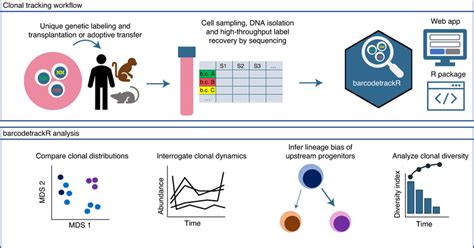 Clonal Tracking Experimental Design And Barcodetrackr Analysis Clonal Download Scientific