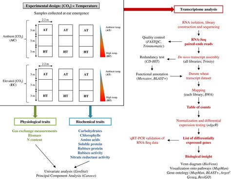 Frontiers De Novo Transcriptome Analysis Of Durum Wheat Flag Leaves
