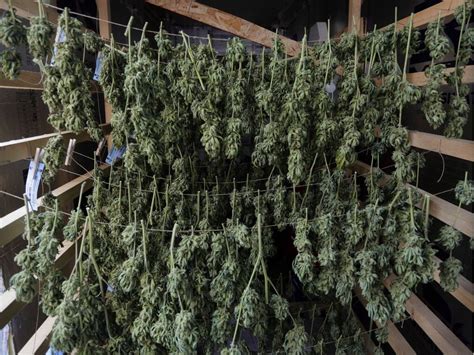 From Seed To Plant How To Grow Your Four Legal Cannabis Plants