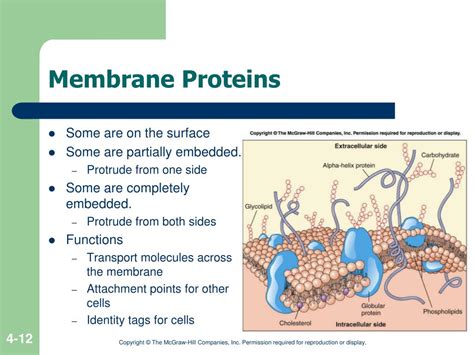 Ppt Chapter 4 Lecture Outline See Powerpoint Image Slides For All