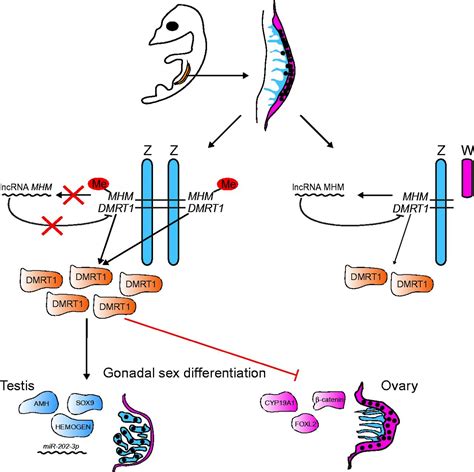 the role of non coding rnas in male sex determination and