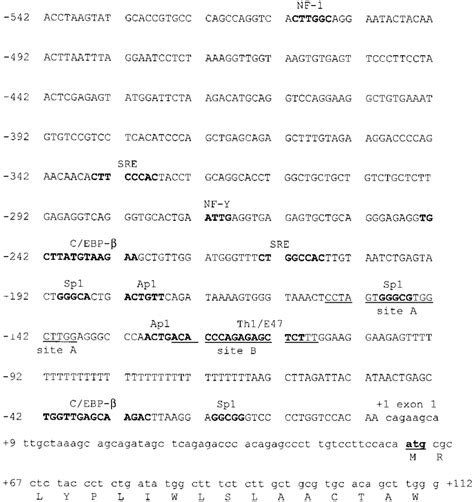 Nucleotide Sequence In The Vicinity Of The Transcription Start Site For