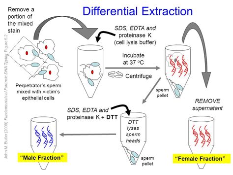 Fundamentals Of Forensic Dna Typing Ppt Video Online Download