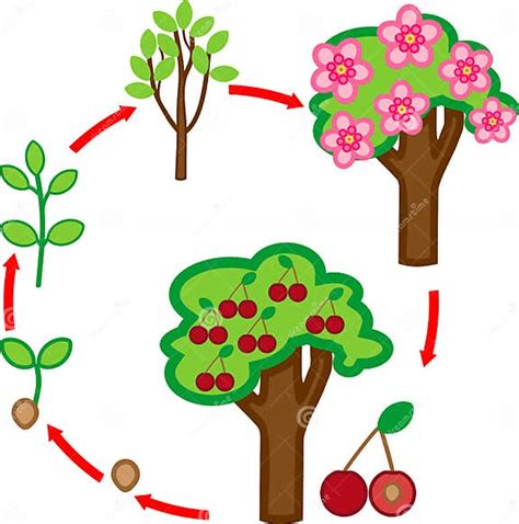 Ciclo De Vida Da árvore De Cereja Ilustração Do Vetor Ilustração De