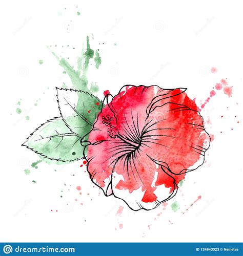 Hand Drawn Red Hibiscus Flower Stock Vector Illustration Of Bouquet